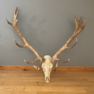 Huge Set 14 Point Imperial Deer Antlers - Etsy