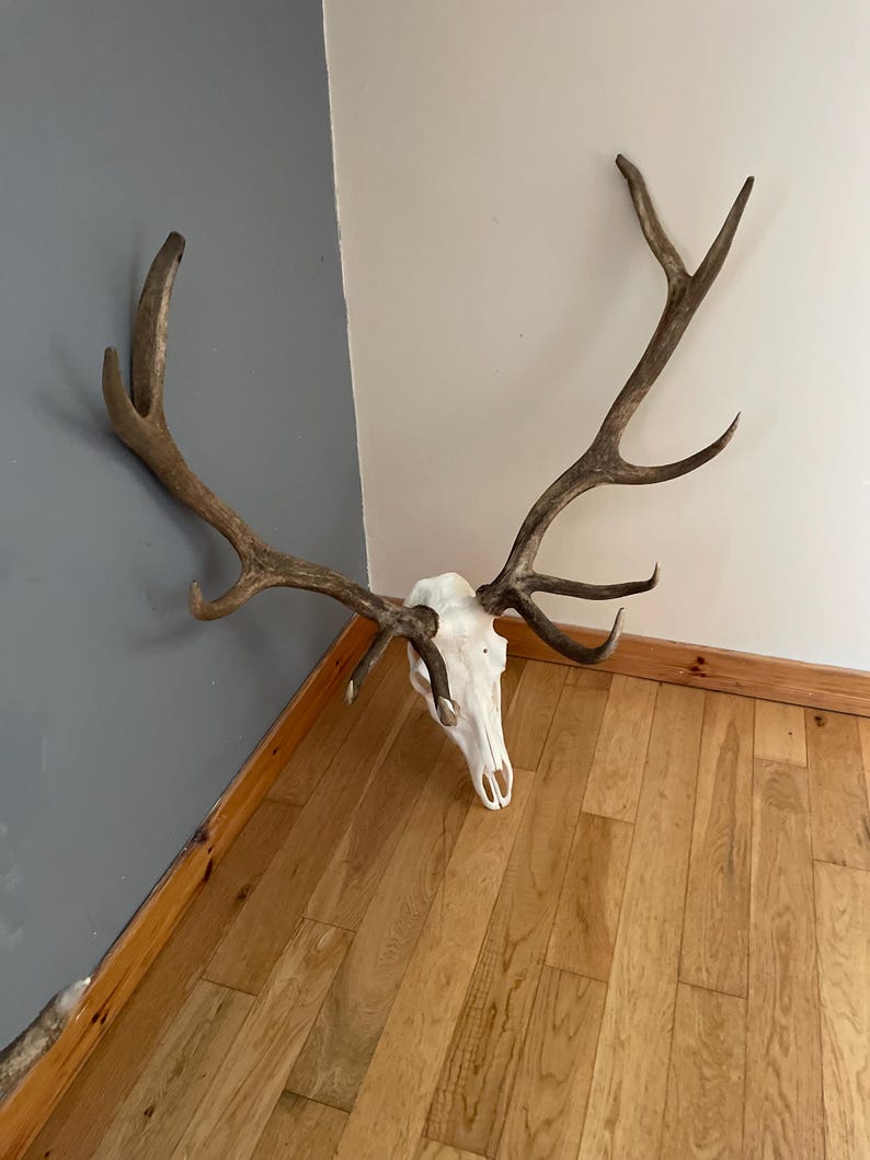 Huge Set Scottish Deer Antlers 10 Points Symmetrical - Etsy