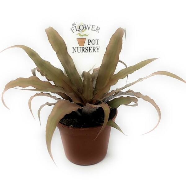 Cryptanthus - Etsy