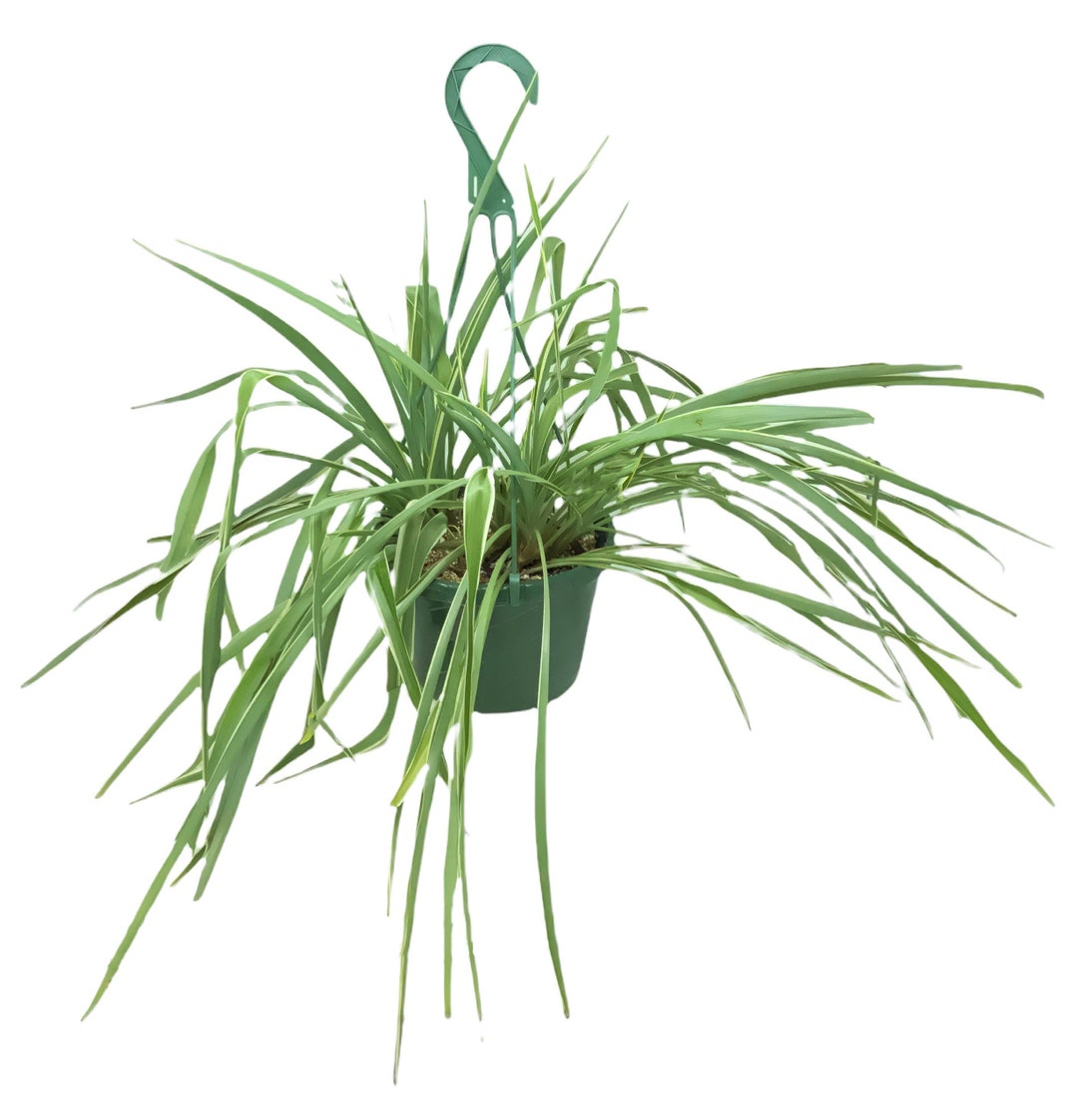 Flowerpotnursery Irish Spider Plant Chlorophytum Comosum Irish 8 Basket ...