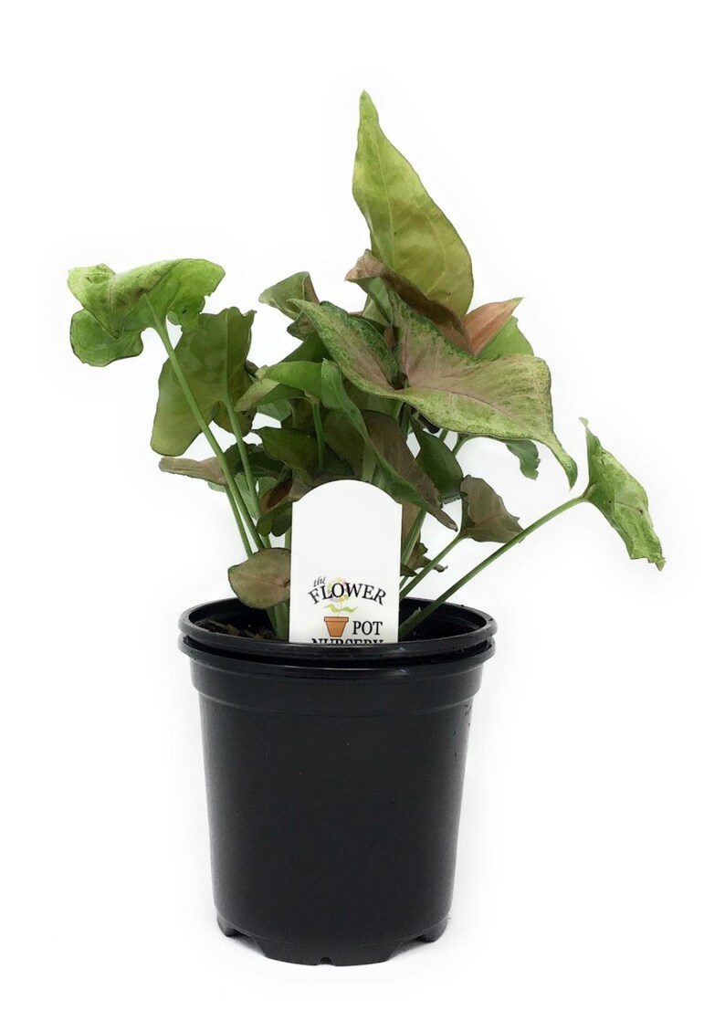 Flowerpotnursery Nephthytis Arrowhead Plant Syngonium Sp Strawberry ...