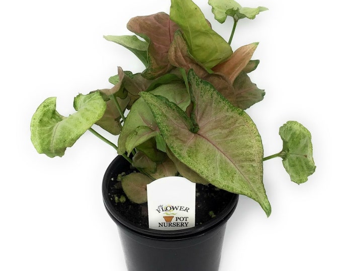 Flowerpotnursery Nephthytis Arrowhead Plant Syngonium Sp - Etsy