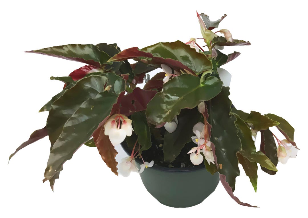 Flowerpotnursery Angel Wing Torch Pink Begonia Begonia Sp. Torch Pink 6 ...