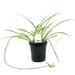 Flowerpotnursery Spider Plant Inverted Chlorophytum Comosum - Etsy