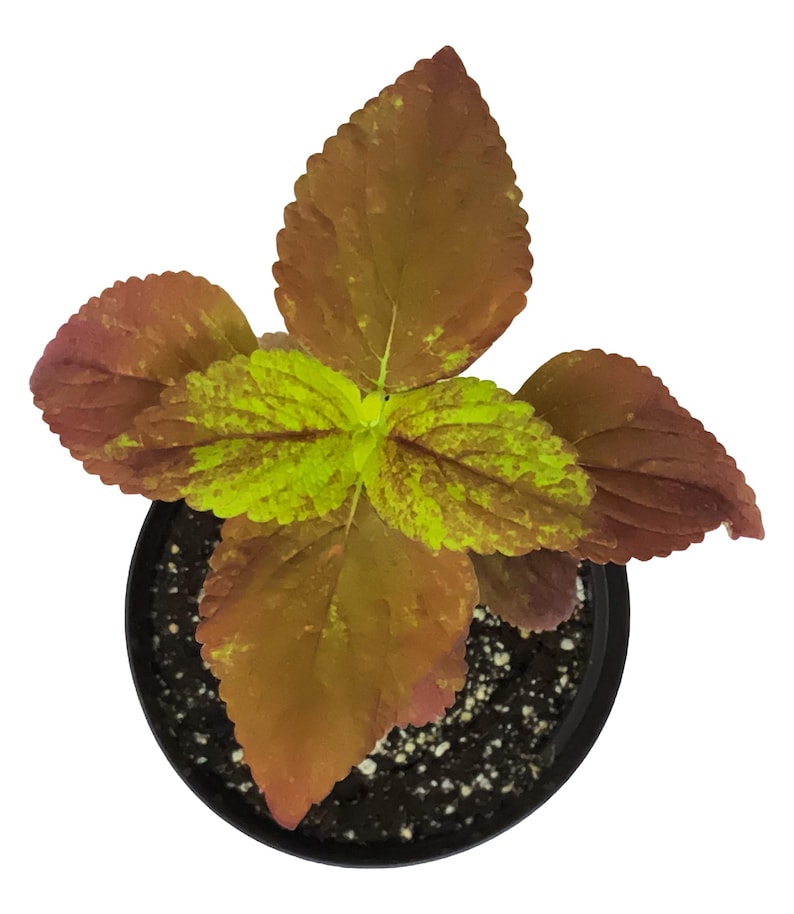 Flowerpotnursery Coleus Alabama Sunset Coleus Scutellarioides Alabama S ...