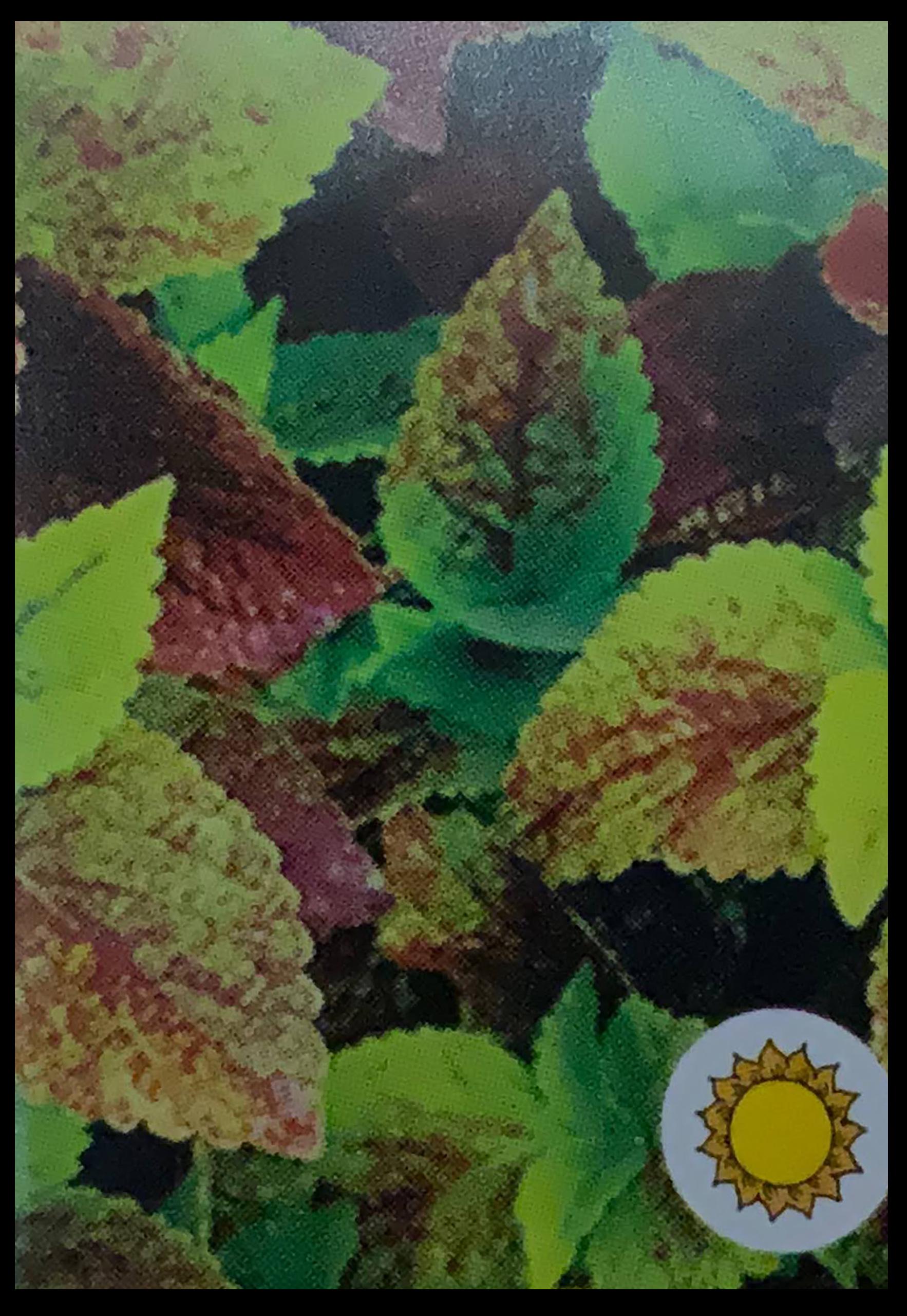 Flowerpotnursery Coleus Alabama Sunset Coleus Scutellarioides Alabama S ...