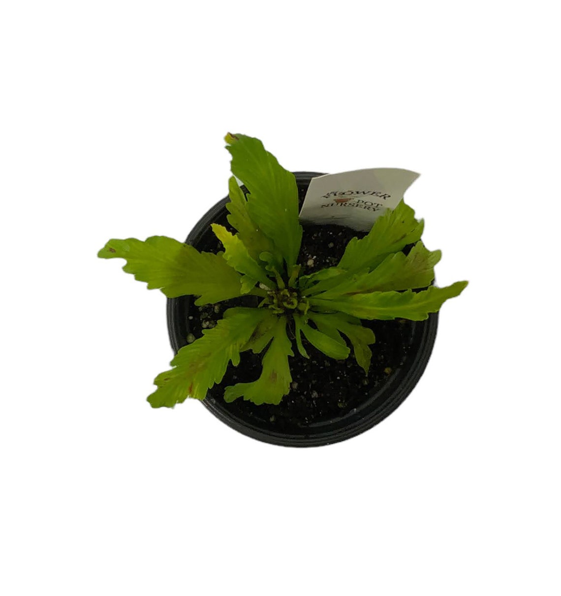 Flowerpotnursery Japanese Birds Nest Fern Asplenium Nidus - Etsy