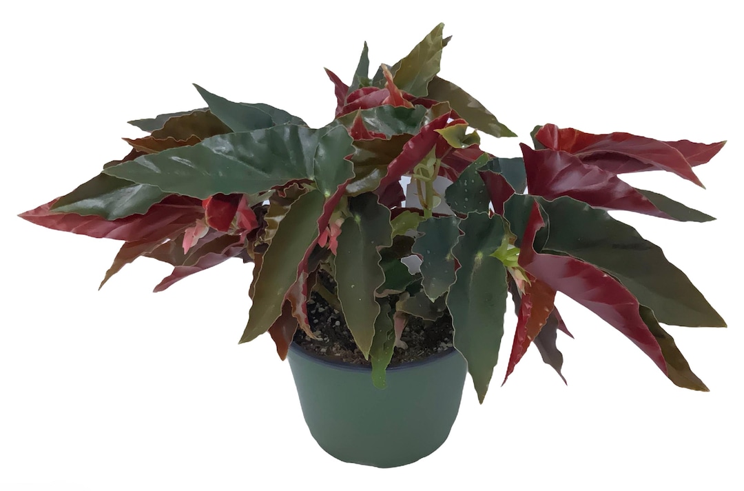 Flowerpotnursery Angel Wing Torch Red Begonia Begonia Sp. Torch Red 6 ...