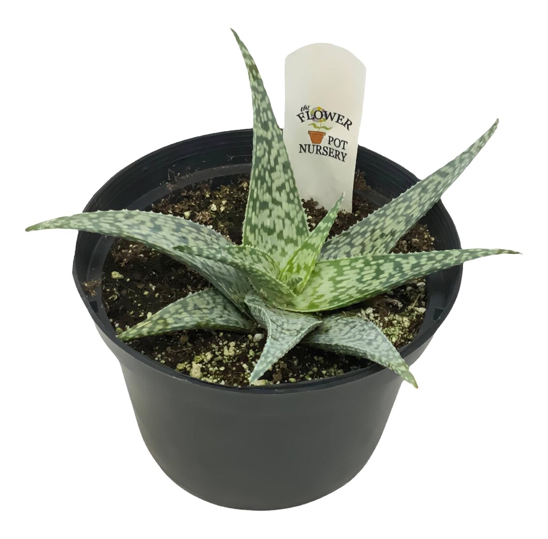 Flowerpotnursery Aloe Vera White Fox - 6" Pot - Etsy