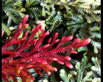 Ruby Red Spikemoss - Etsy