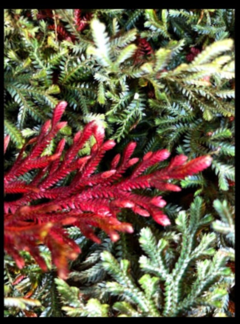Flowerpotnursery Ruby Red Spikemoss Selaginella Erythropus - Etsy