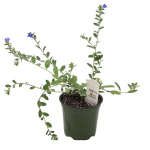 Flowerpotnursery Shaggy Dwarf Morning Glory Blue Daze Evolvulus ...