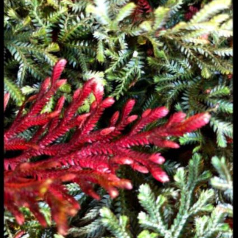 TheFlowerPotNursery - Etsy