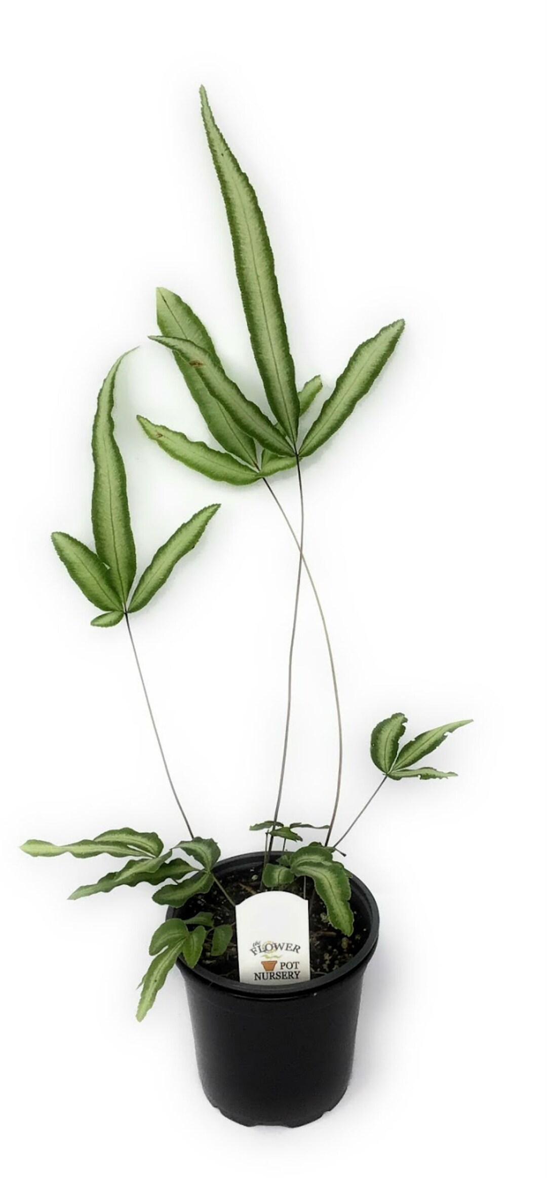 Flowerpotnursery Variegated Cretan Brake Fern Pteris Cretica Albo ...