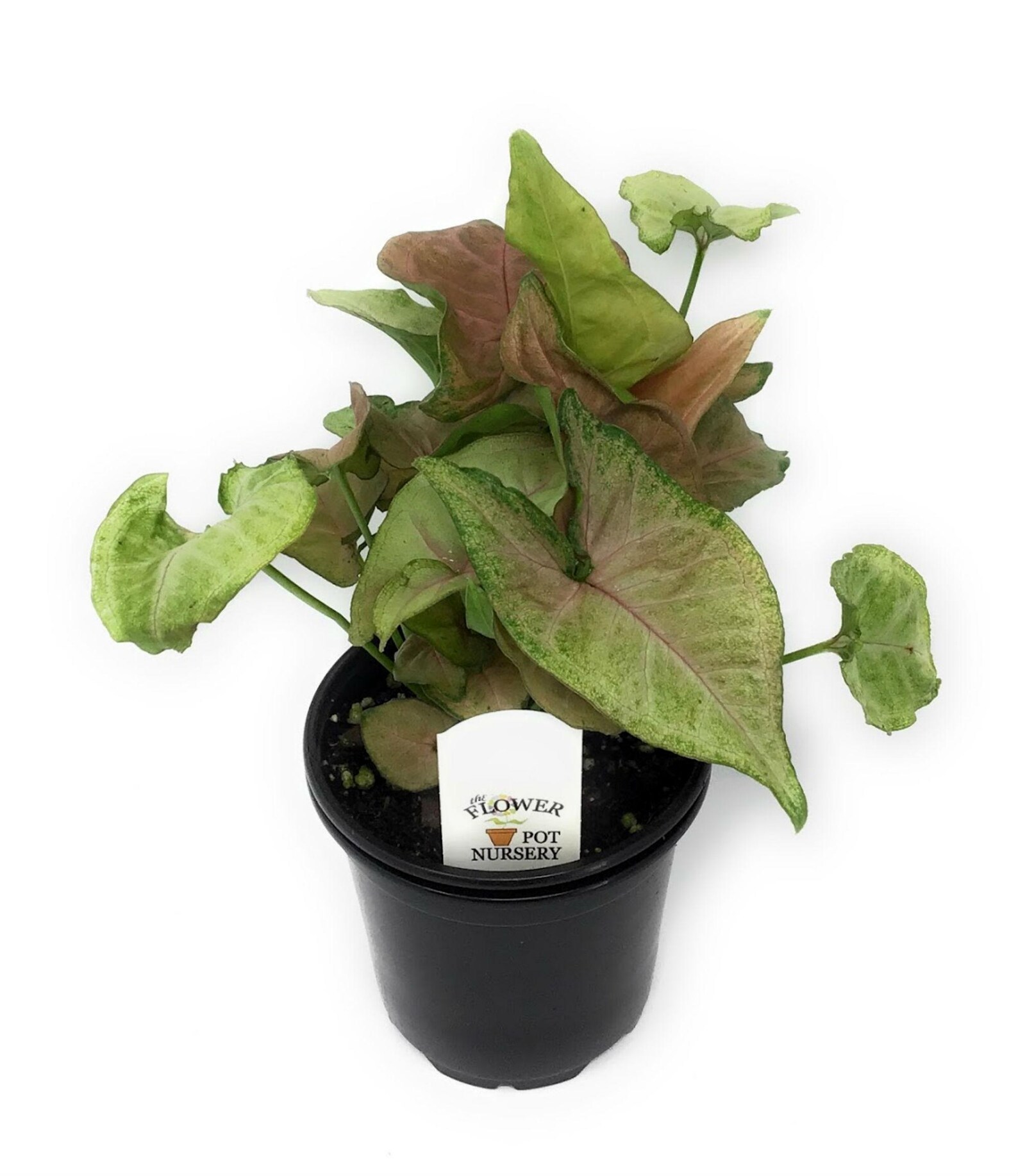 Flowerpotnursery Nephthytis Arrowhead Plant Syngonium Sp Strawberry ...