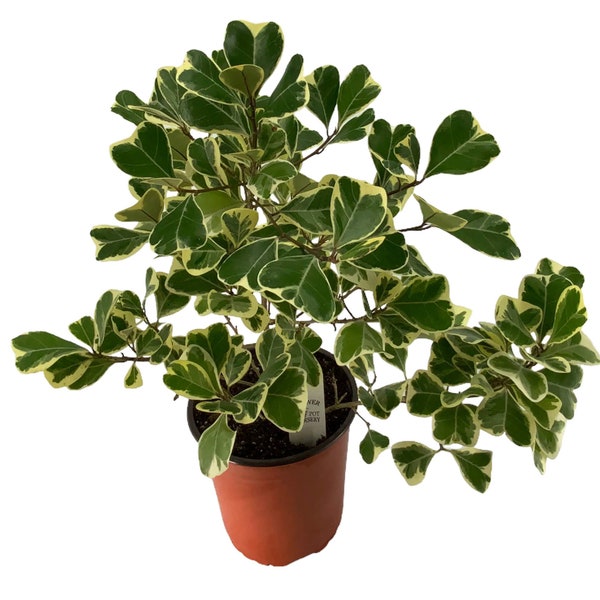 Ficus Triangularis Variegated - Etsy