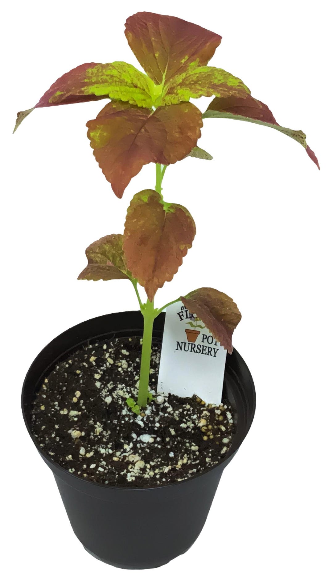 Flowerpotnursery Coleus Alabama Sunset Coleus Scutellarioides Alabama S ...