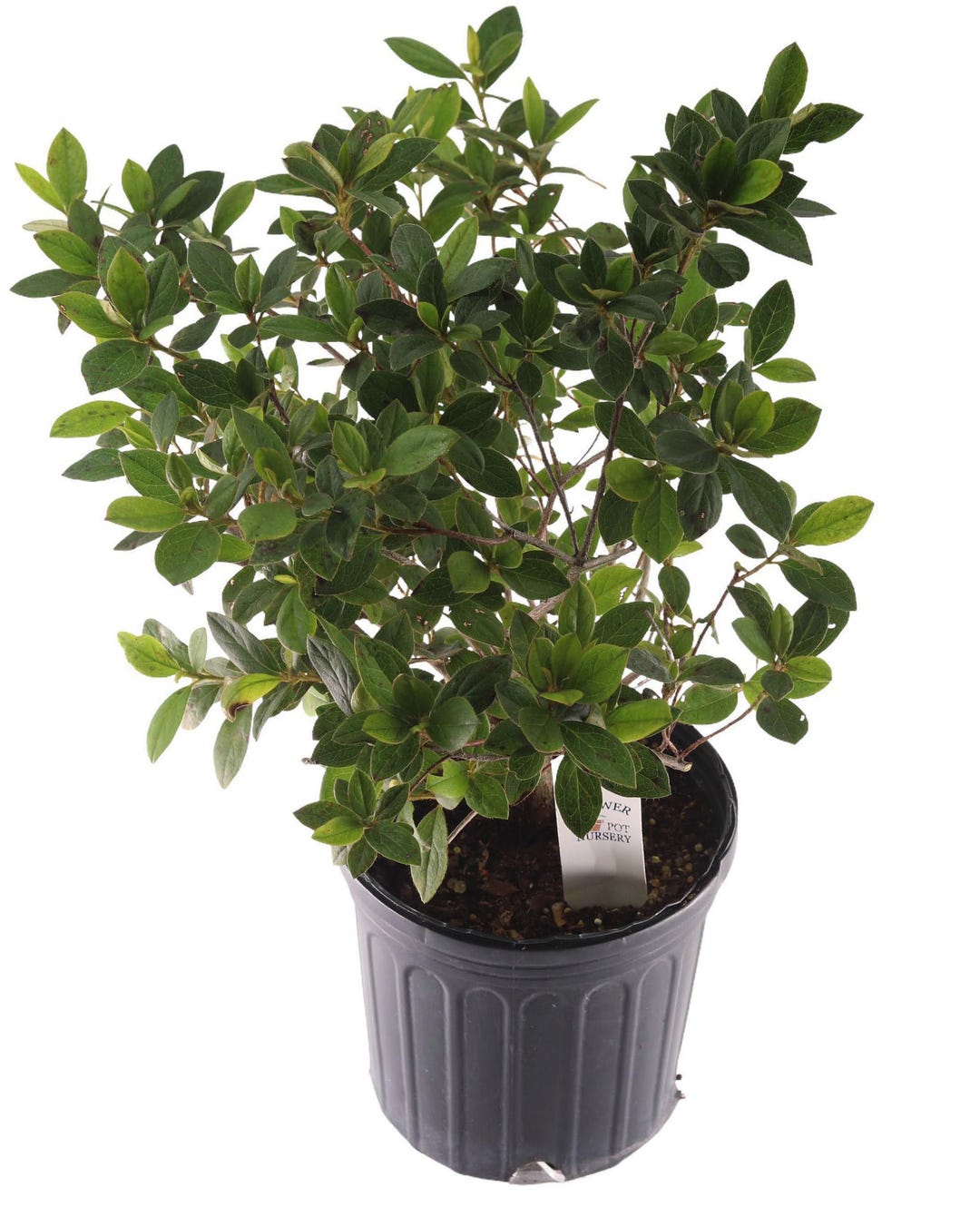 Flowerpotnursery Judge Solomon Azalea Rhododendron Sp. Judge Solomon 1 ...
