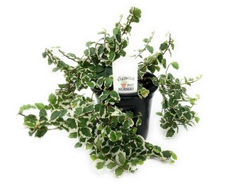 Variegated Creeping Fig ficus Pumila - Etsy