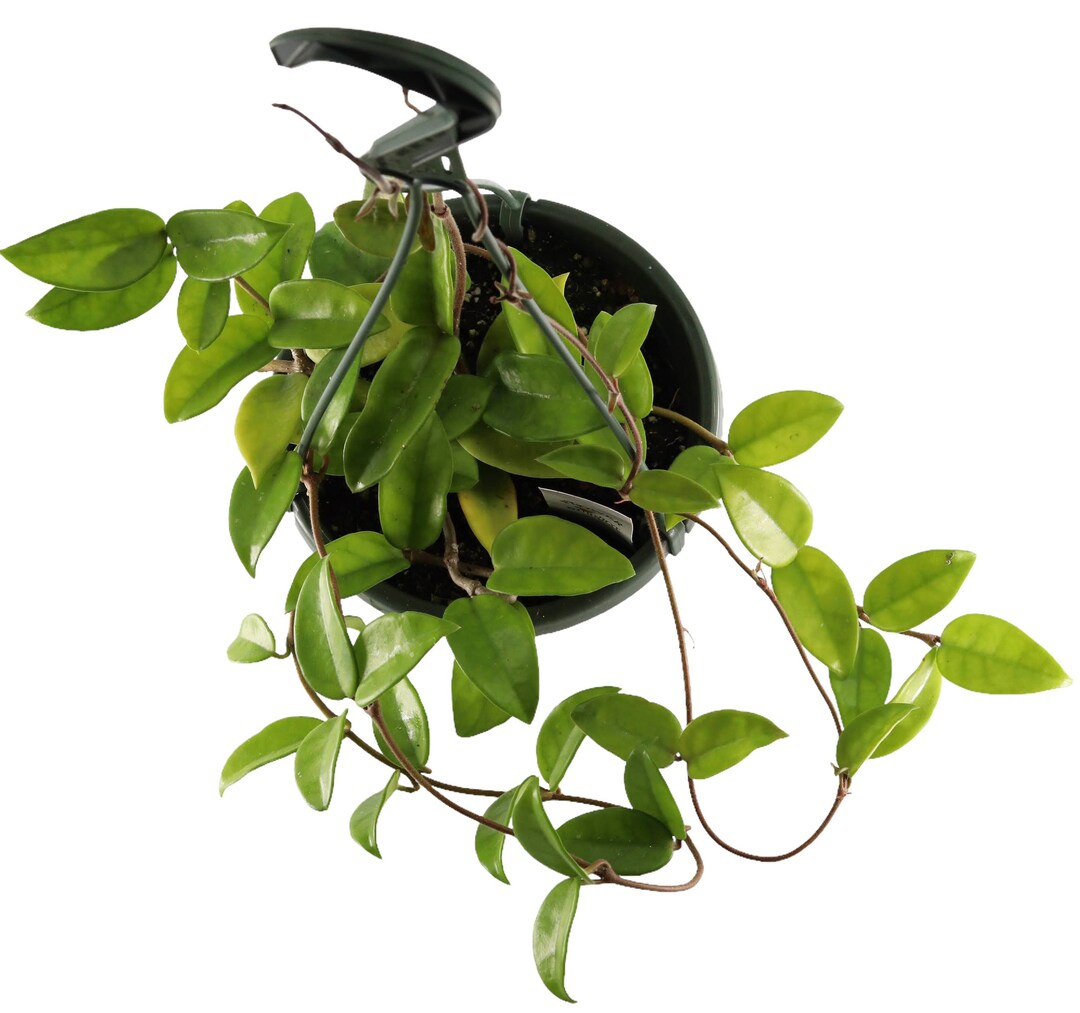 Flowerpotnursery Green Hoya Wax Plant Hoya Carnosa Green 6 Hanging ...