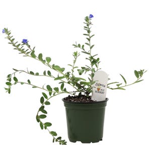 Flowerpotnursery Shaggy Dwarf Morning Glory Blue Daze Evolvulus ...