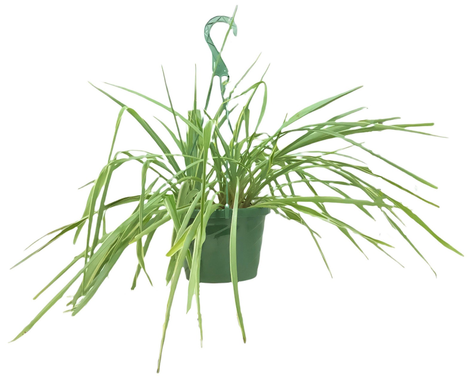 Flowerpotnursery Irish Spider Plant Chlorophytum Comosum Irish - Etsy