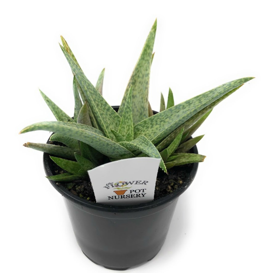Flowerpotnursery Aloe Vera White Fox 4 Pot - Etsy