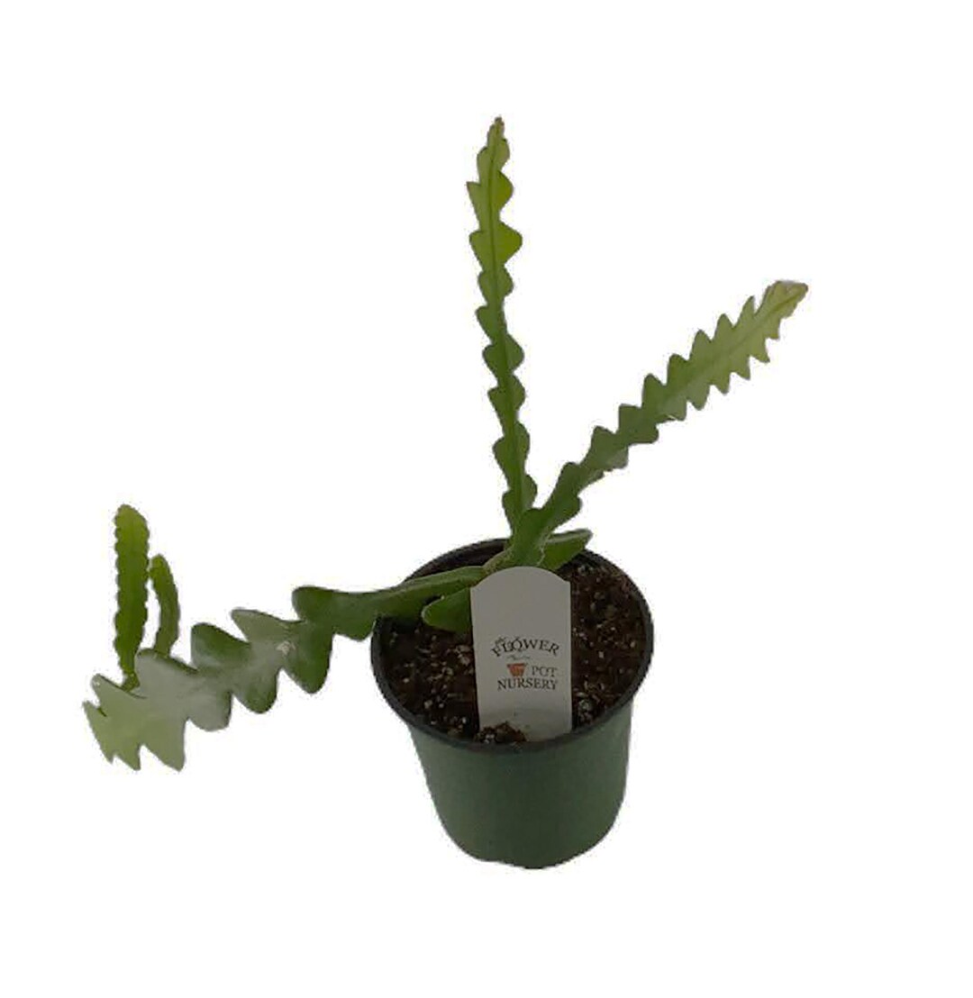 Flowerpotnursery Fishbone Ric Rac Cactus Disocactus Anguliger 4" Pot - Etsy