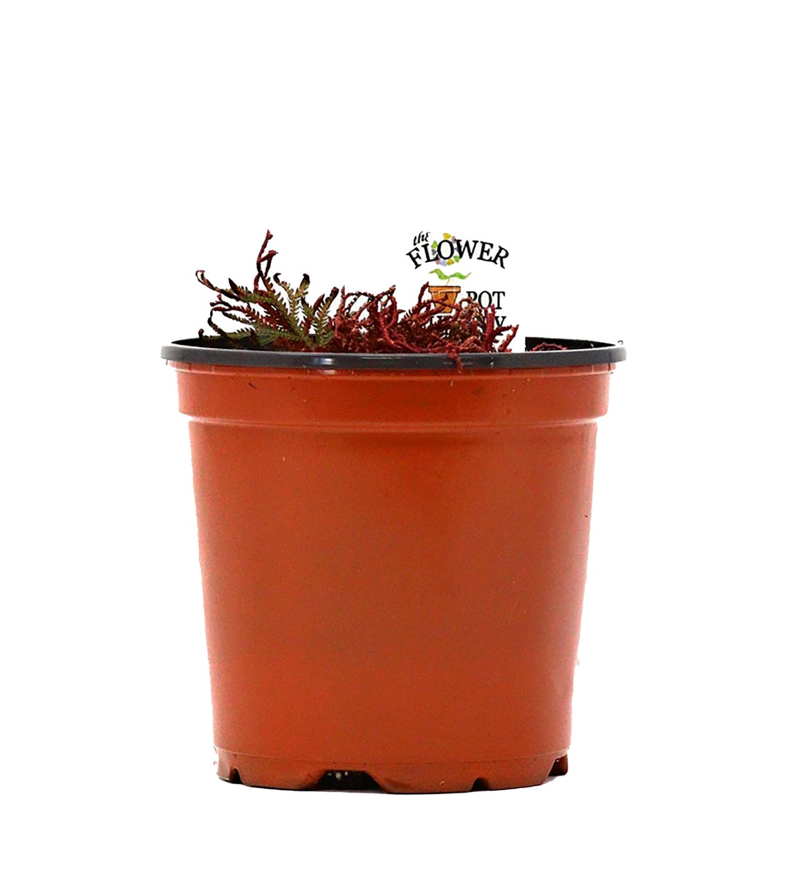 Flowerpotnursery Ruby Red Spikemoss Selaginella Erythropus - Etsy