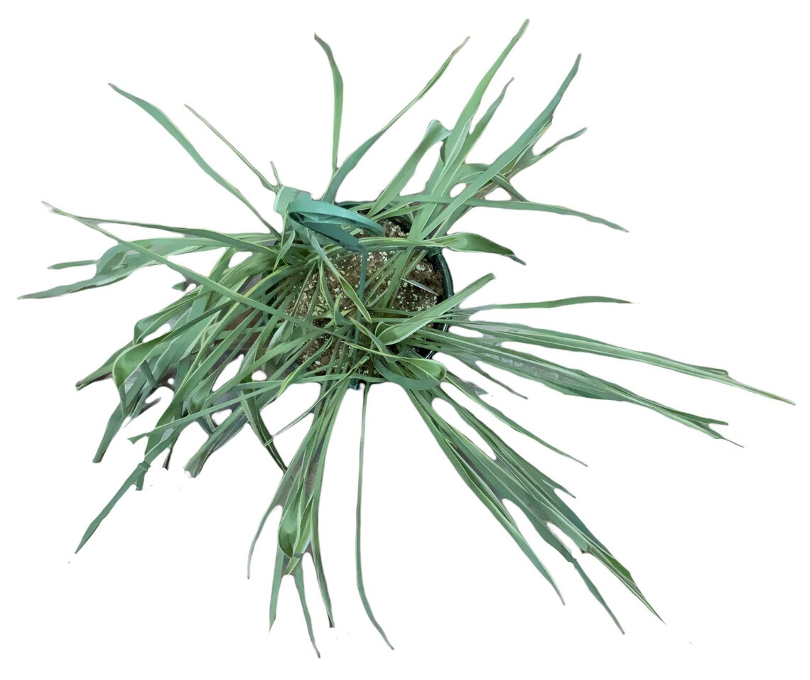 Flowerpotnursery Irish Spider Plant Chlorophytum Comosum Irish - Etsy
