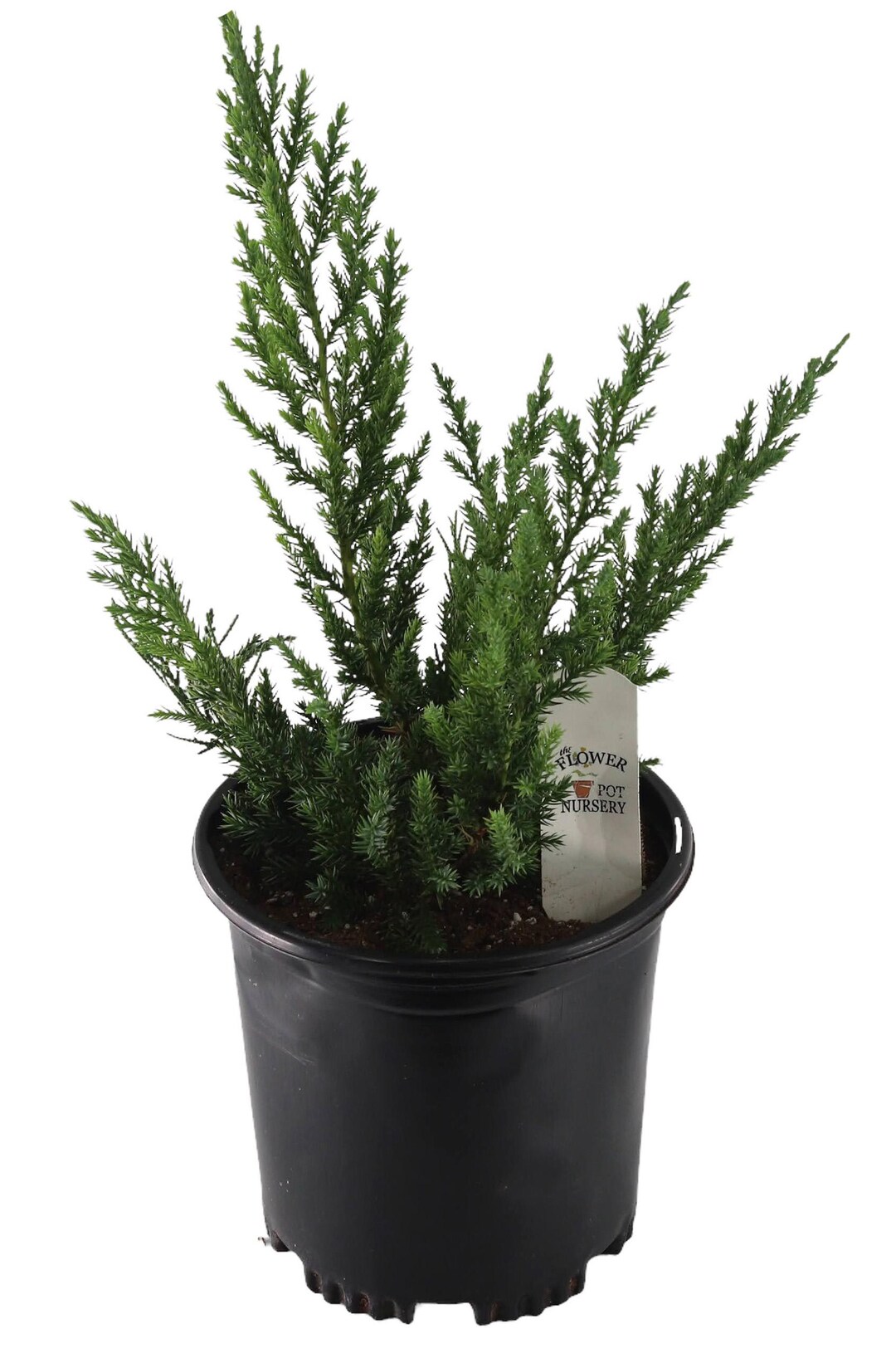 Flowerpotnursery Parsons Juniper Juniperus Davurica Expansa Parsonii 1 ...