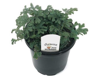 Flowerpotnursery Ruby Red Spikemoss Selaginella Erythropus Sanguinea 4 ...