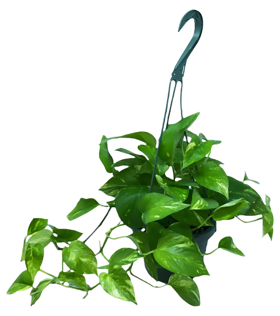 Flowerpotnursery Golden Devil's Ivy Pothos Ivy Epipremnum Aureum 10 ...