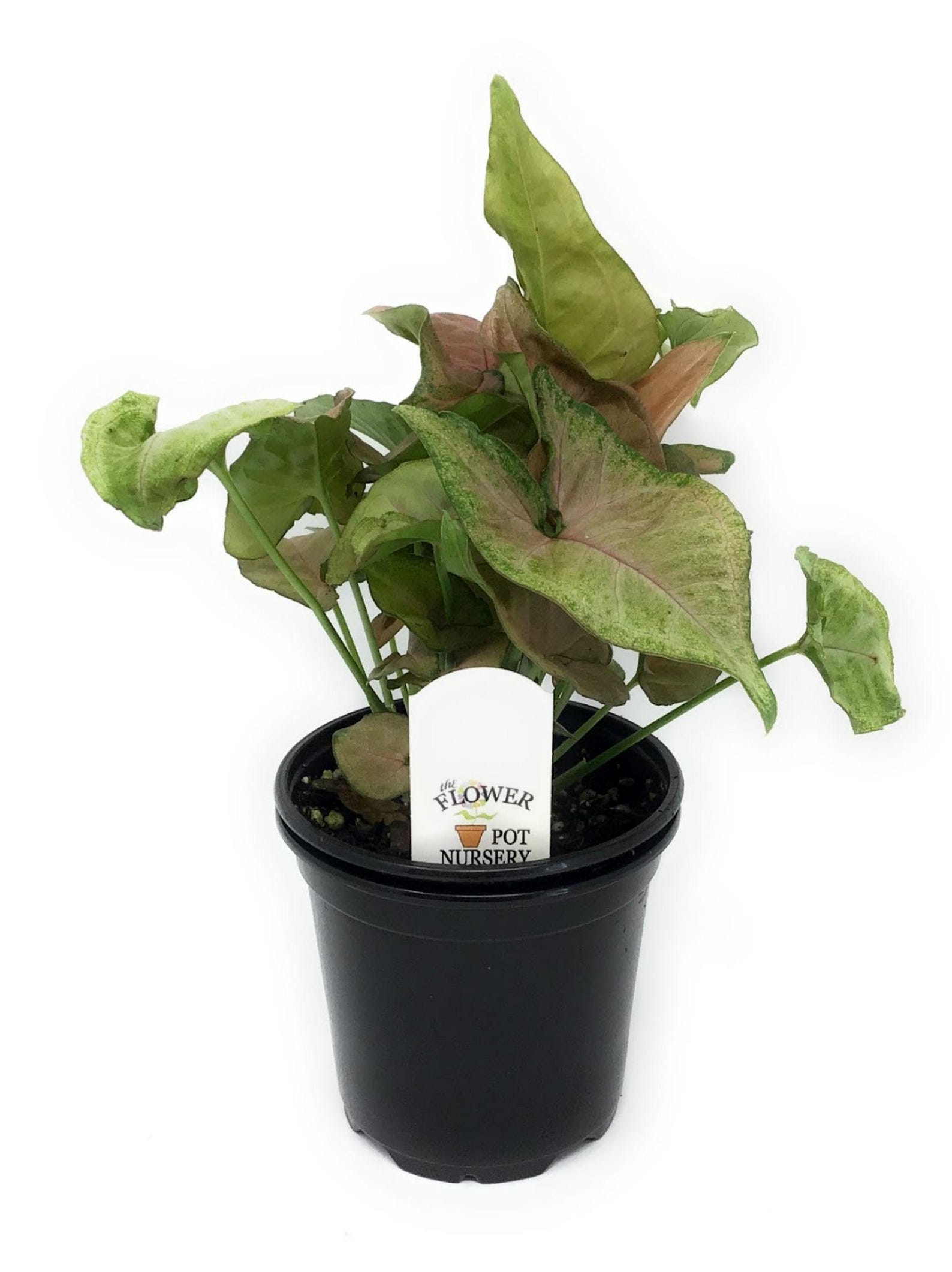 Flowerpotnursery Nephthytis Arrowhead Plant Syngonium Sp Strawberry ...