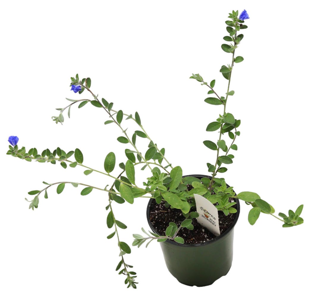 Flowerpotnursery Shaggy Dwarf Morning Glory Blue Daze Evolvulus ...