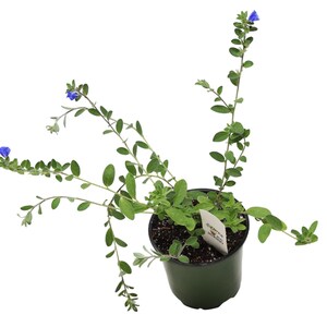 Flowerpotnursery Shaggy Dwarf Morning Glory Blue Daze Evolvulus ...