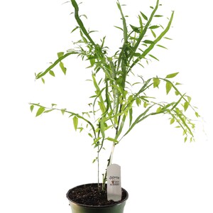 Flowerpotnursery Tapeworm Ribbon Plant Bush Homalocladium Platycladum 6 ...