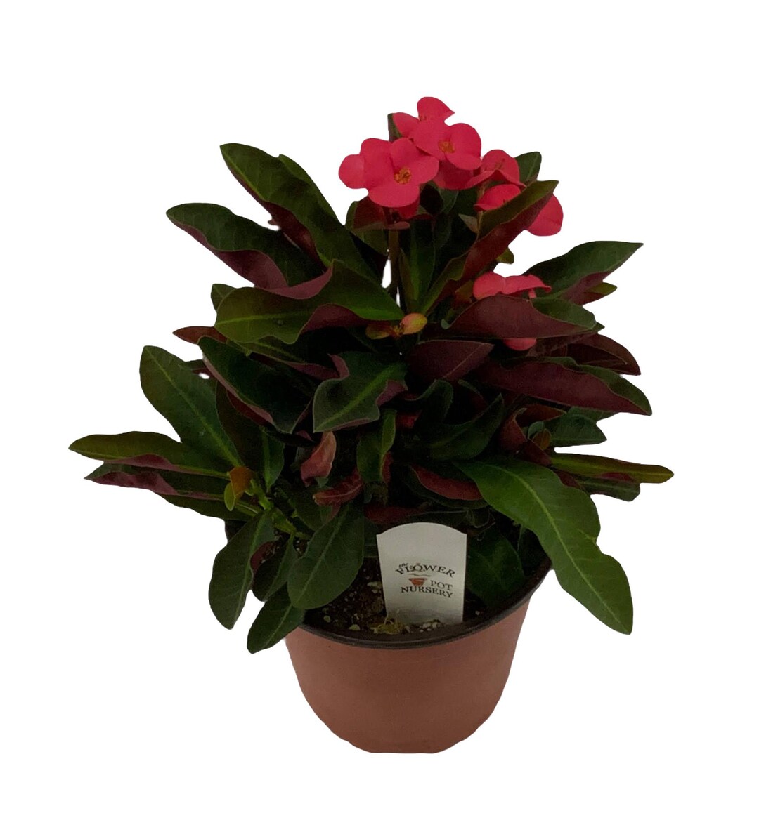 Flowerpotnursery Zeus Crown of Thorns Euphorbia Milii Zeus 1 Gallon Pot ...