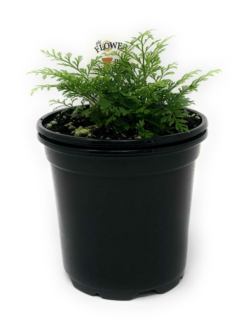 Flowerpotnursery Black Rabbit's Foot Fern Davallia | Etsy