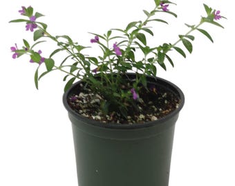 Mexican Heather Live Plant / 4 Pot / Cuphea Purple Flower / Floriglory ...