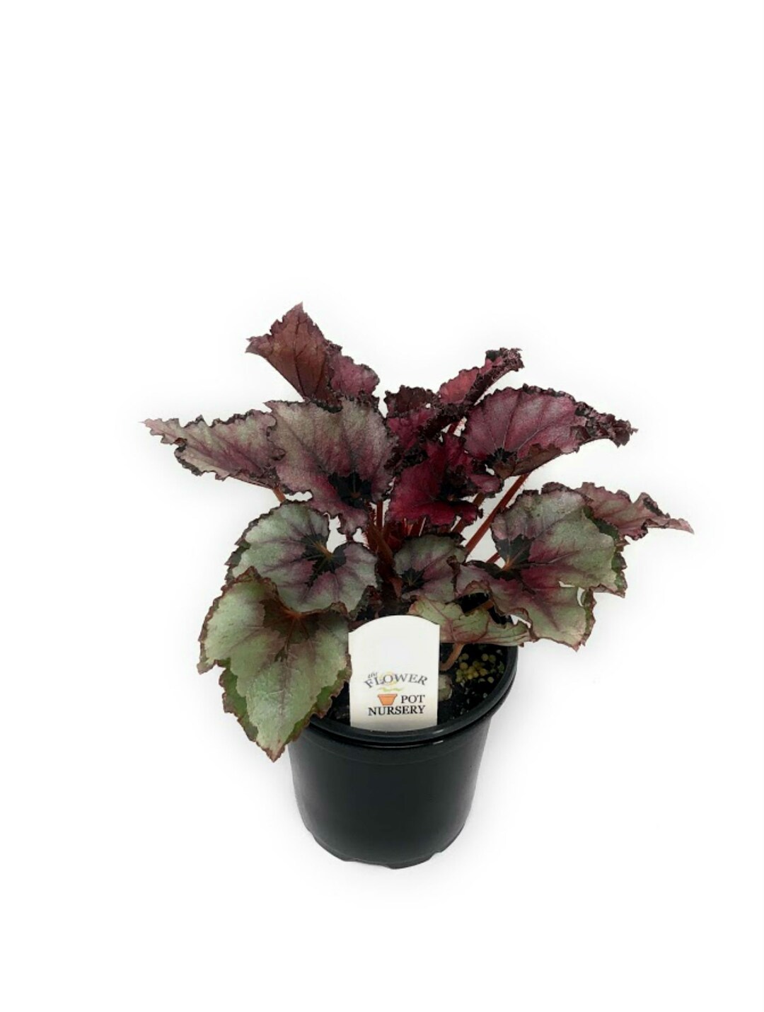 Flowerpotnursery Rex Begonia Red Robin Begonia Rex Red Robin 4 Pot - Etsy