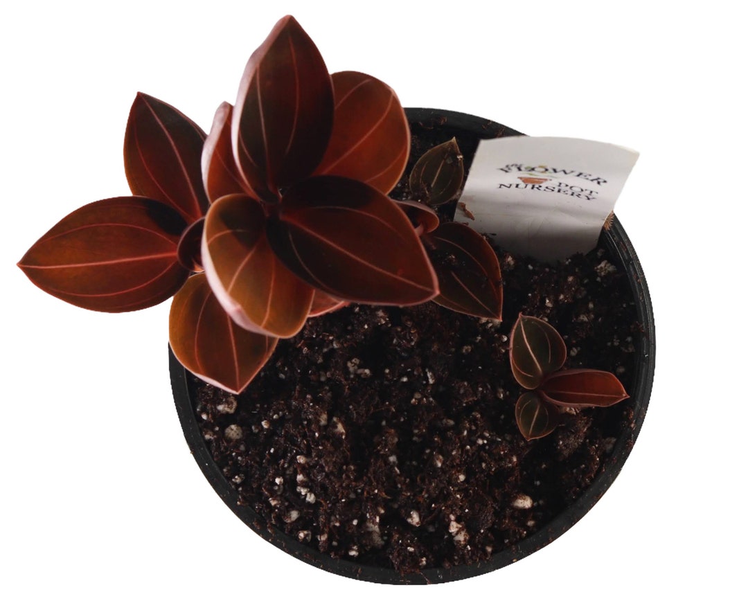 Flowerpotnursery Sea Turtle Jewel Orchid Ludochilus Sp. Sea Turtle 4 ...