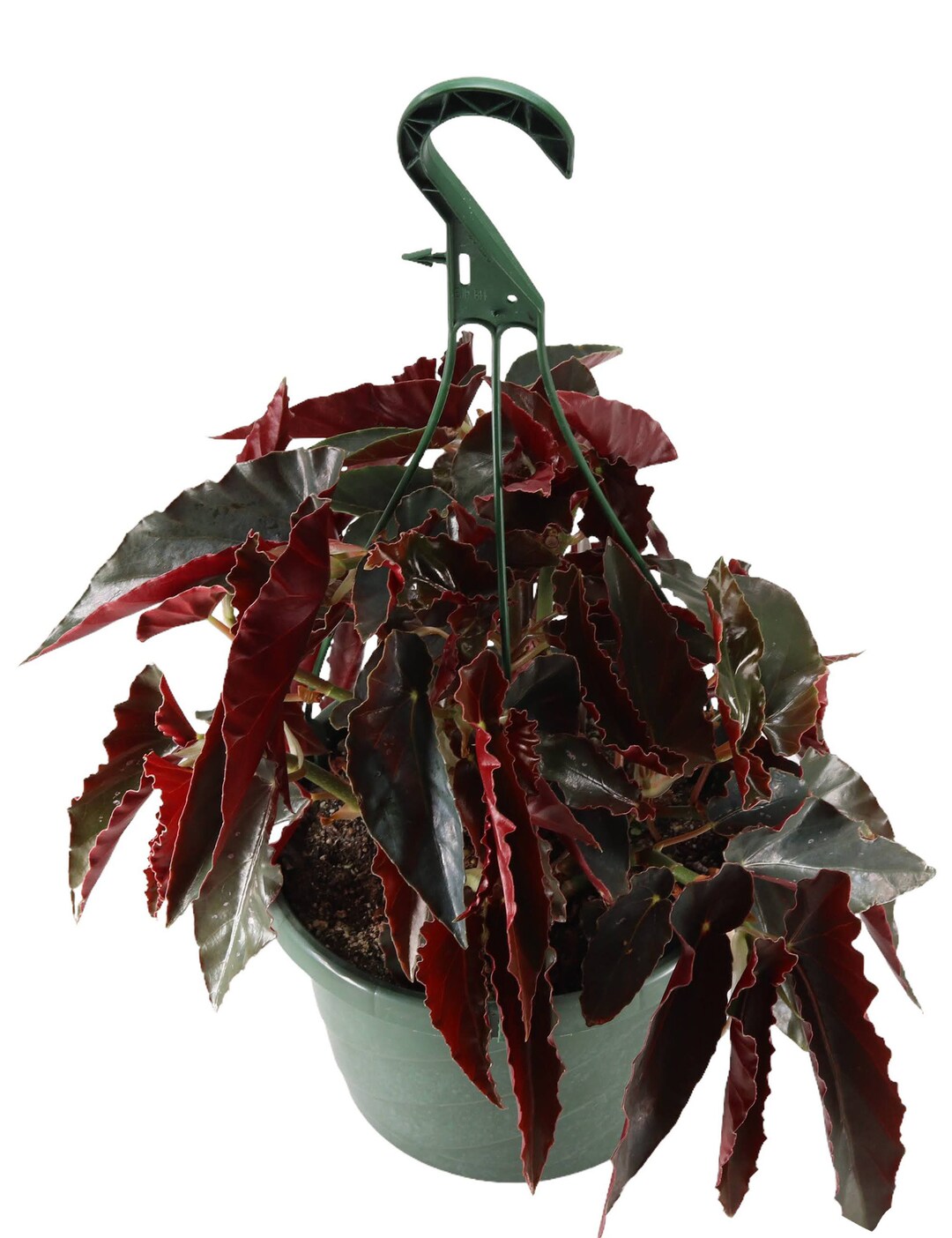 Flowerpotnursery Angel Wing Torch Red Begonia Begonia Sp. - Etsy