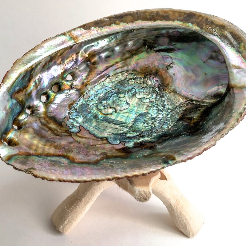 Abalone Shell - Etsy