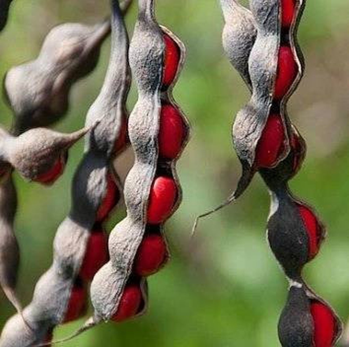 100 Red Mescal Beans/Texas Mountain Laurel Seeds | Etsy
