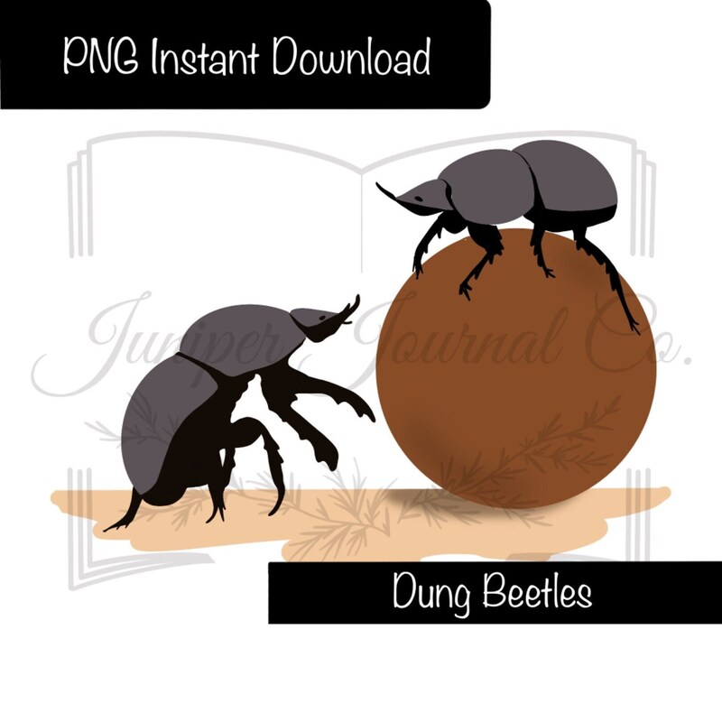 Dung Beetle Art - Etsy