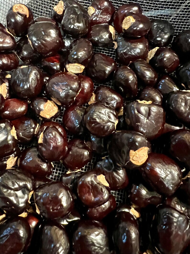 25 Ackee Blighia Sapida Seeds Only, 25 Seeds-grow Your Own Ackee Tree ...