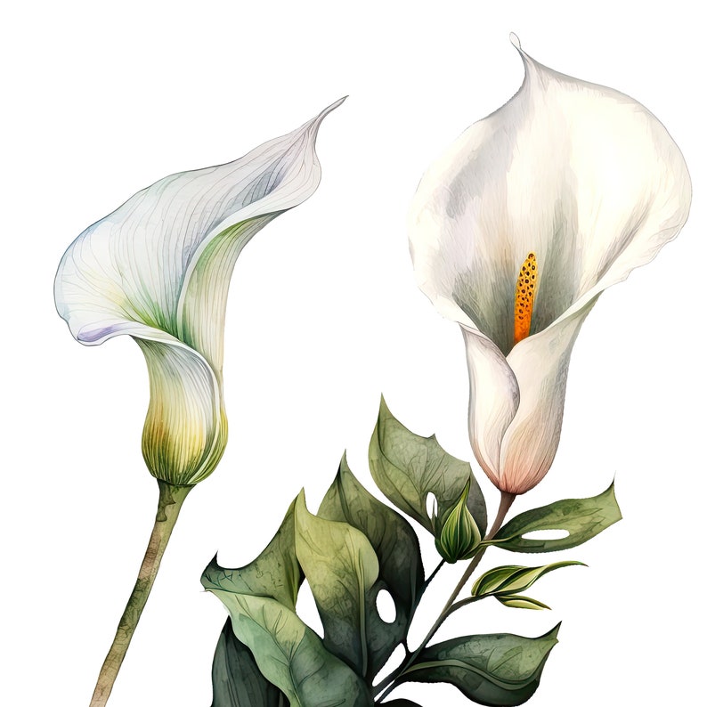 Watercolor Calla Lily Design Clip Art Flower Weddings - Etsy