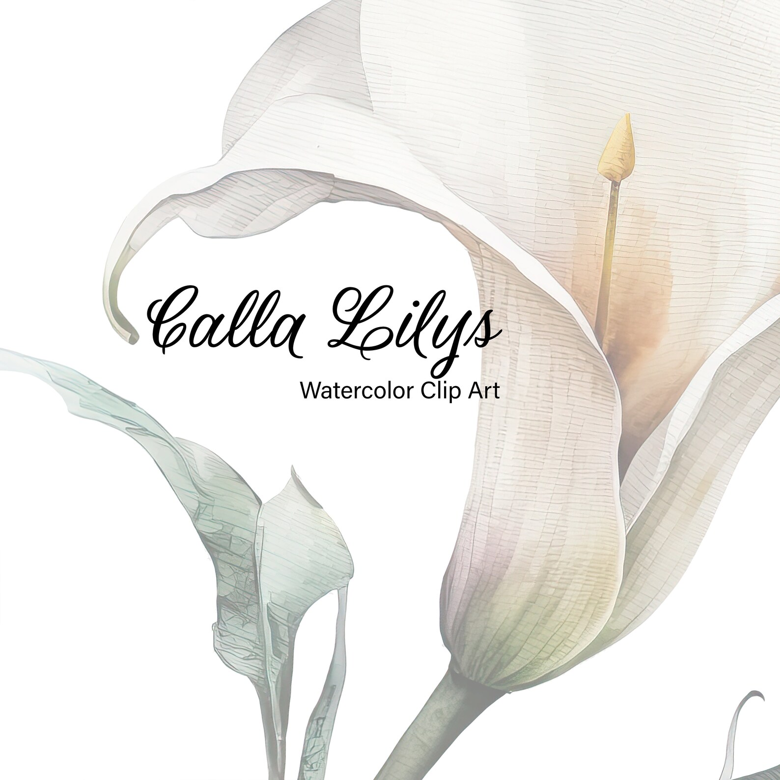 Watercolor Calla Lily Design Clip Art Flower Weddings - Etsy