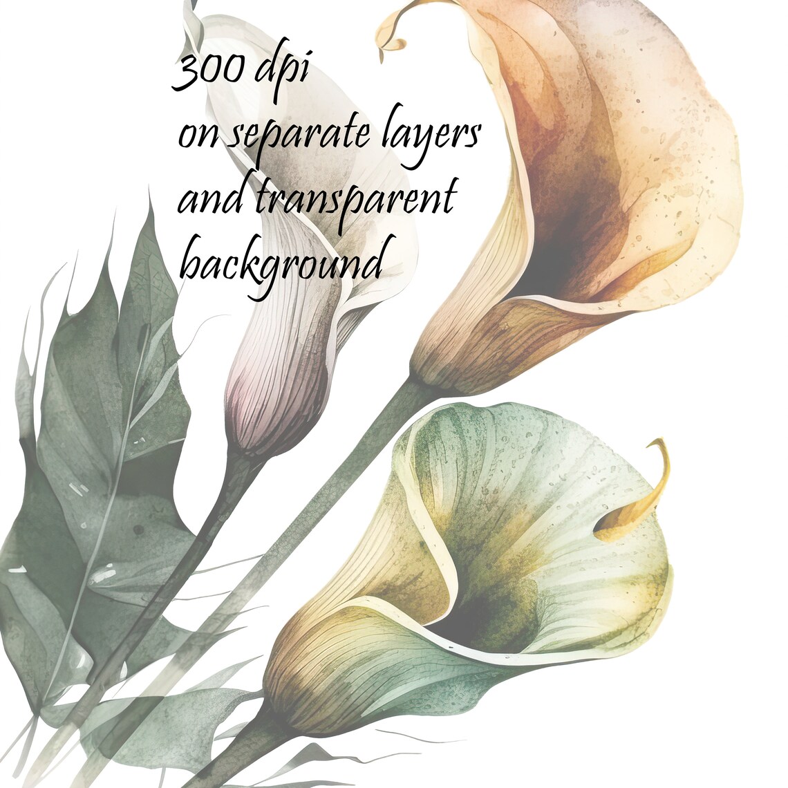Watercolor Calla Lily Design Clip Art Flower Weddings - Etsy